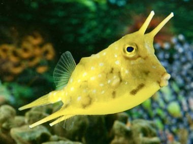 Риба крава - Lactoria cornuta - Cow Fish (M) - AquaTerra